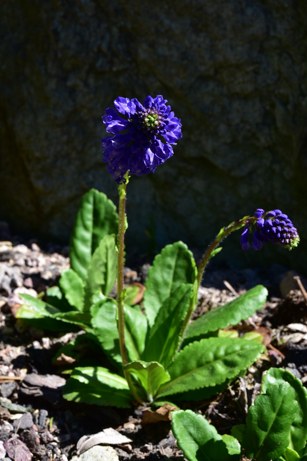 Wulfenia Carinthiaca (Wulfenia carinthiaca) - PictureThis