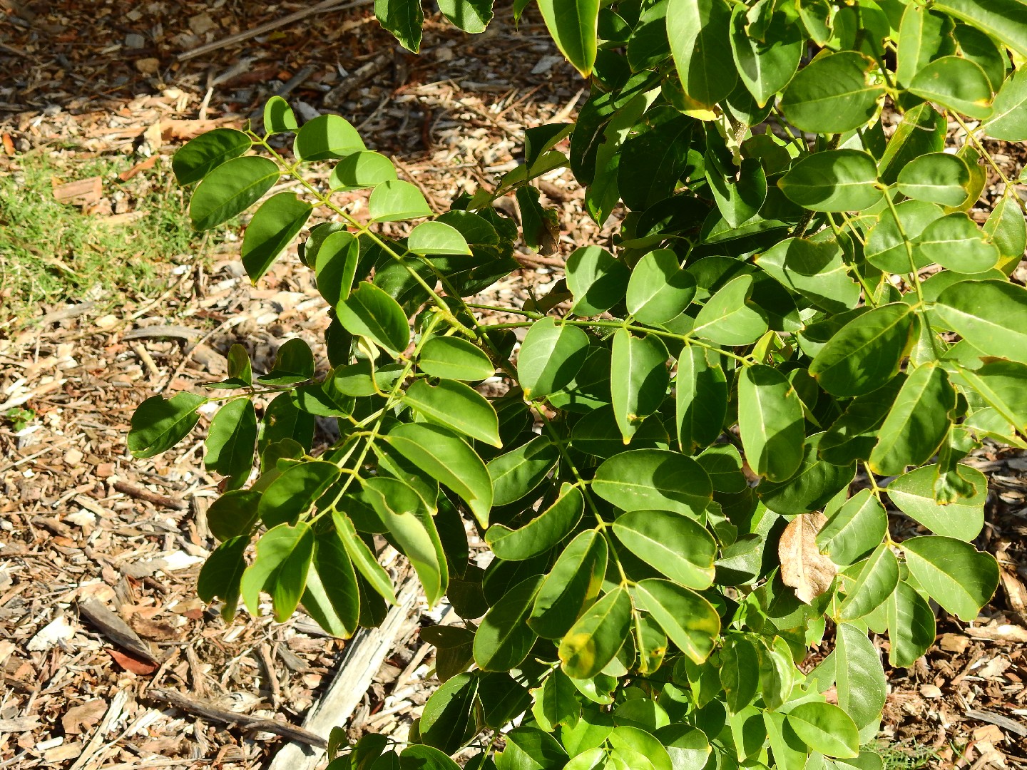 Greenheart (Lonchocarpus violaceus) Flower, Leaf, Care, Uses - PictureThis