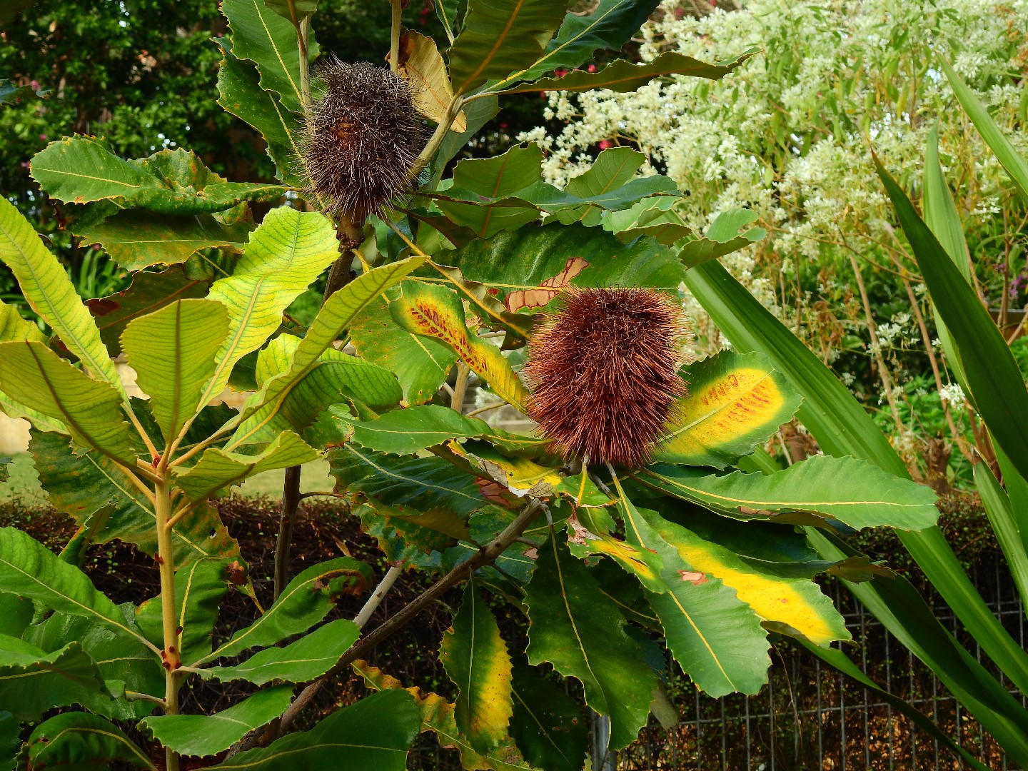 Banksia del pantano (Banksia robur) - PictureThis
