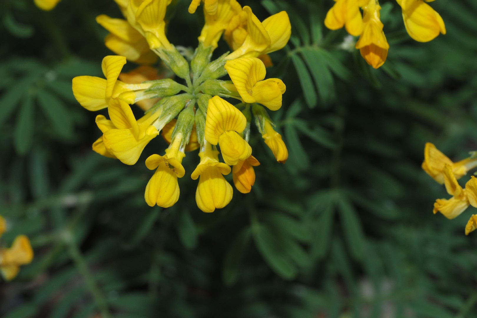 Hippocrepis balearica Flower, Leaf, Care, Uses - PictureThis