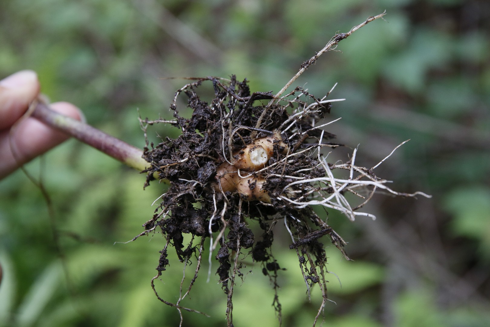 Cardamine macrophylla - PictureThis