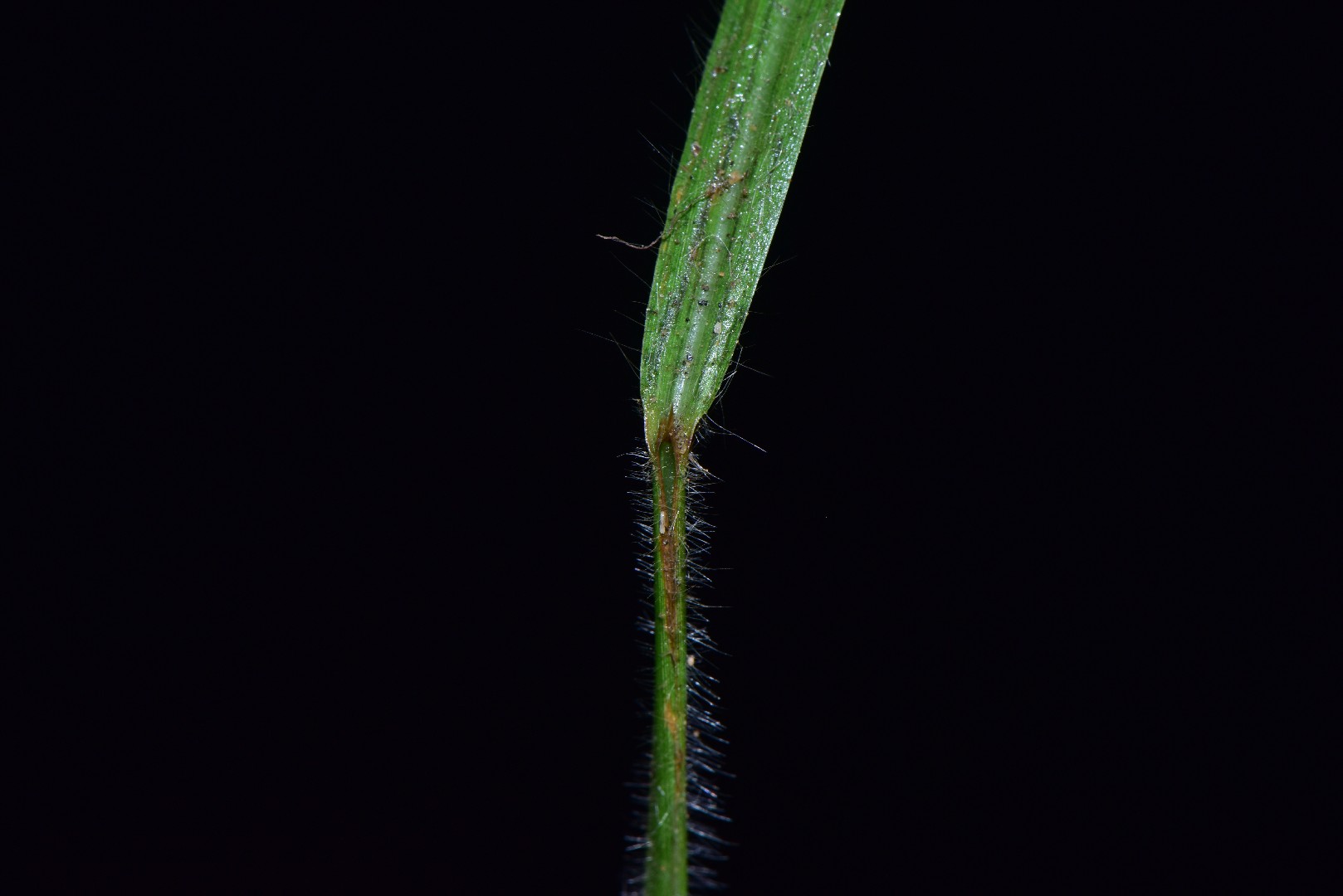 Paspalum thunbergii - PictureThis