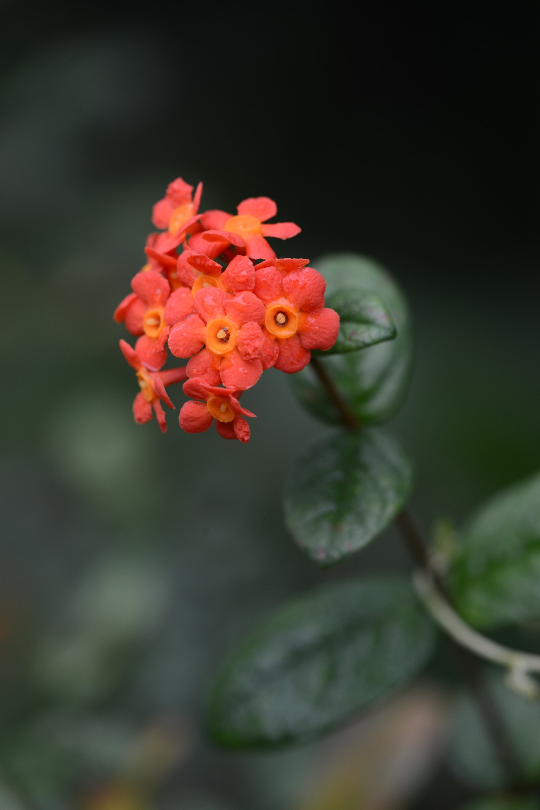 Rosa de Panamá (Rondeletia odorata) - PictureThis