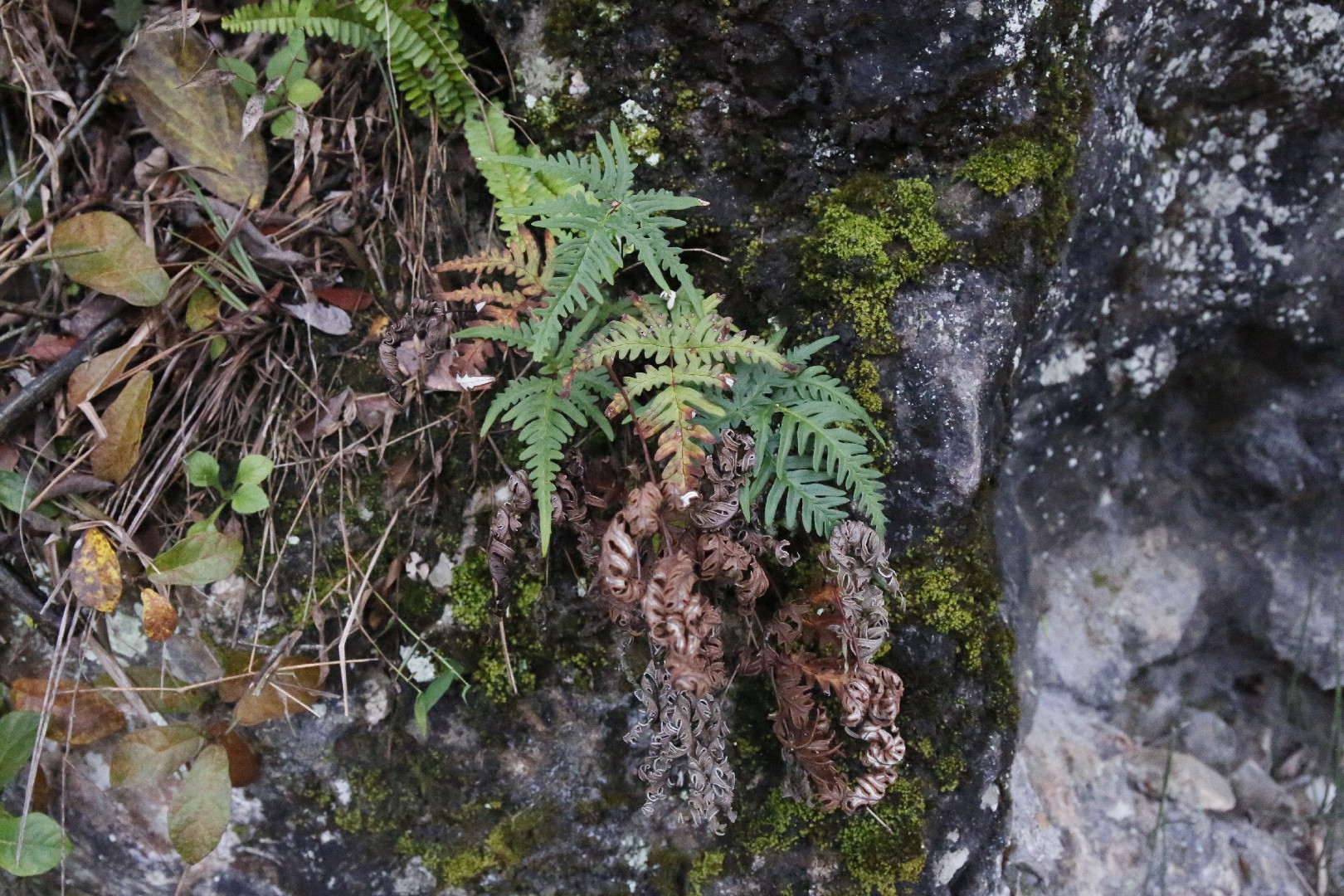 Silver cloak fern (Aleuritopteris argentea) Flower, Leaf, Care, Uses ...