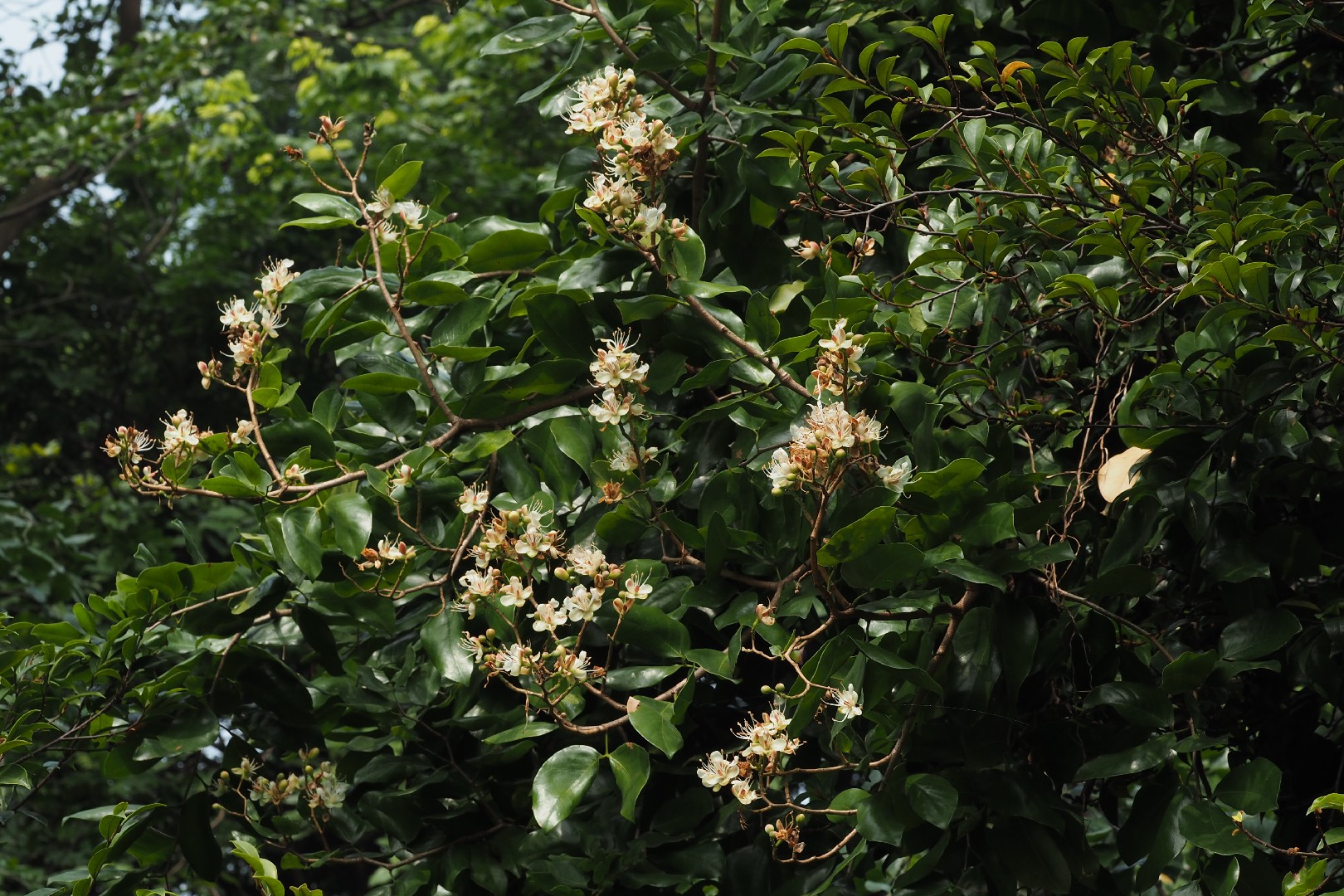 How to Plant and Grow Stinkingtoe(Hymenaea courbaril)