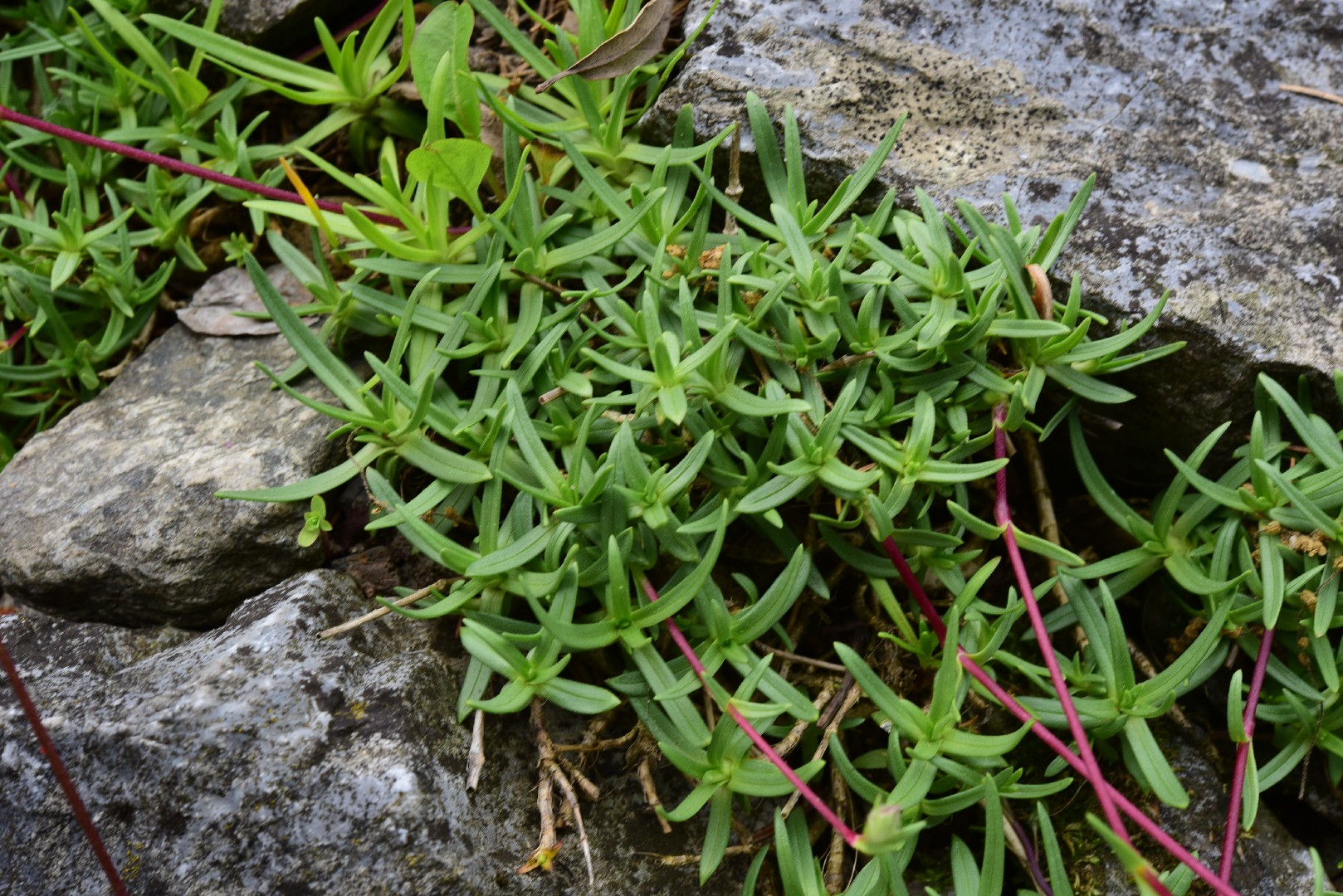 Saponaria caespitosa - PictureThis