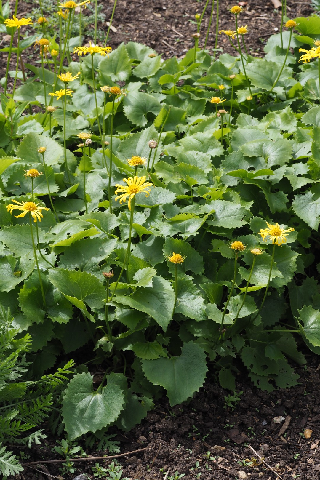 Doronicum columnae 花言葉，毒性，よくある質問 - PictureThis