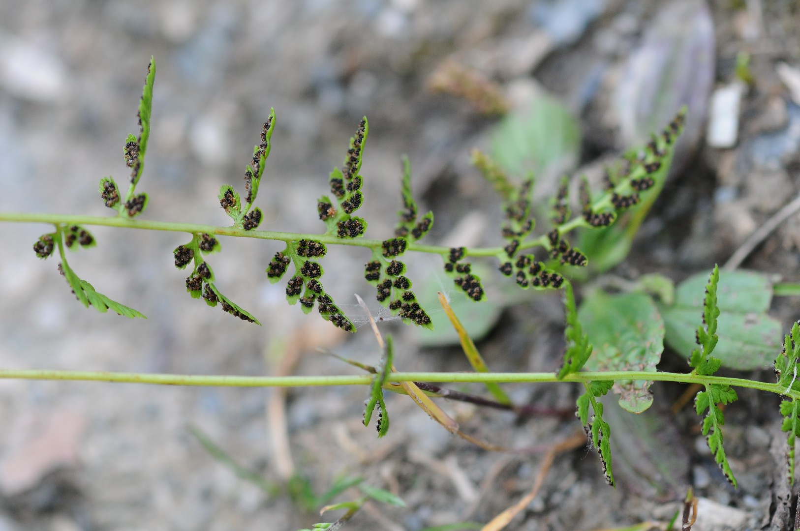 Cystopteris dickieana - PictureThis