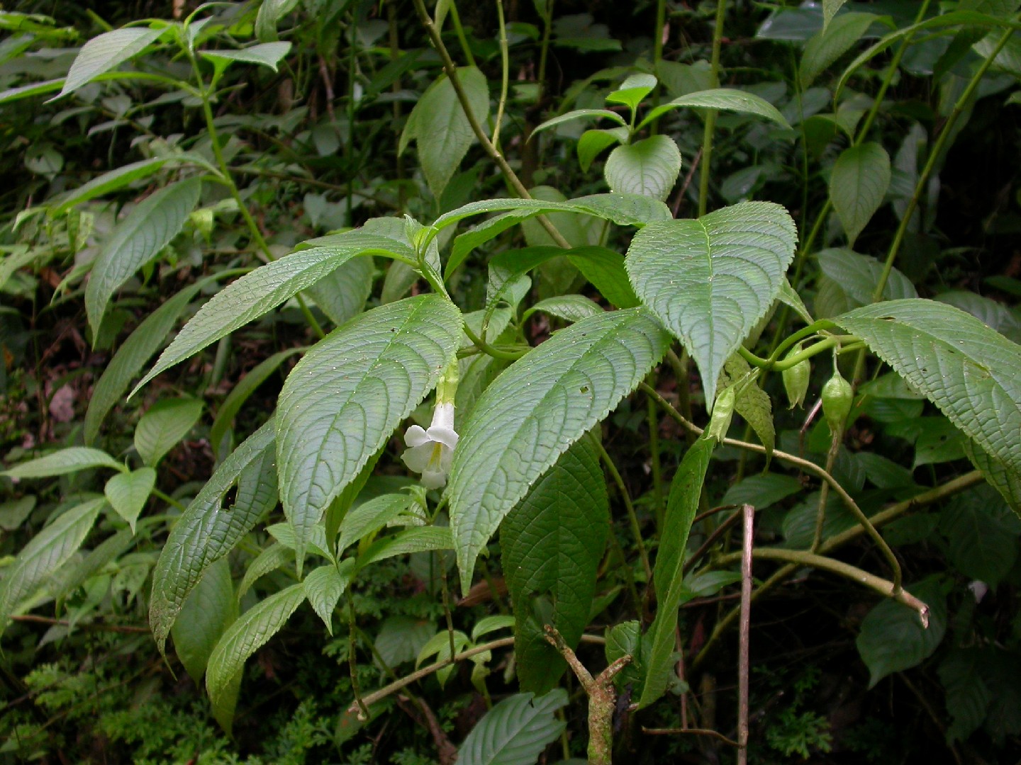 Cyrtandromoea grandiflora Care (Watering, Fertilize, Pruning ...