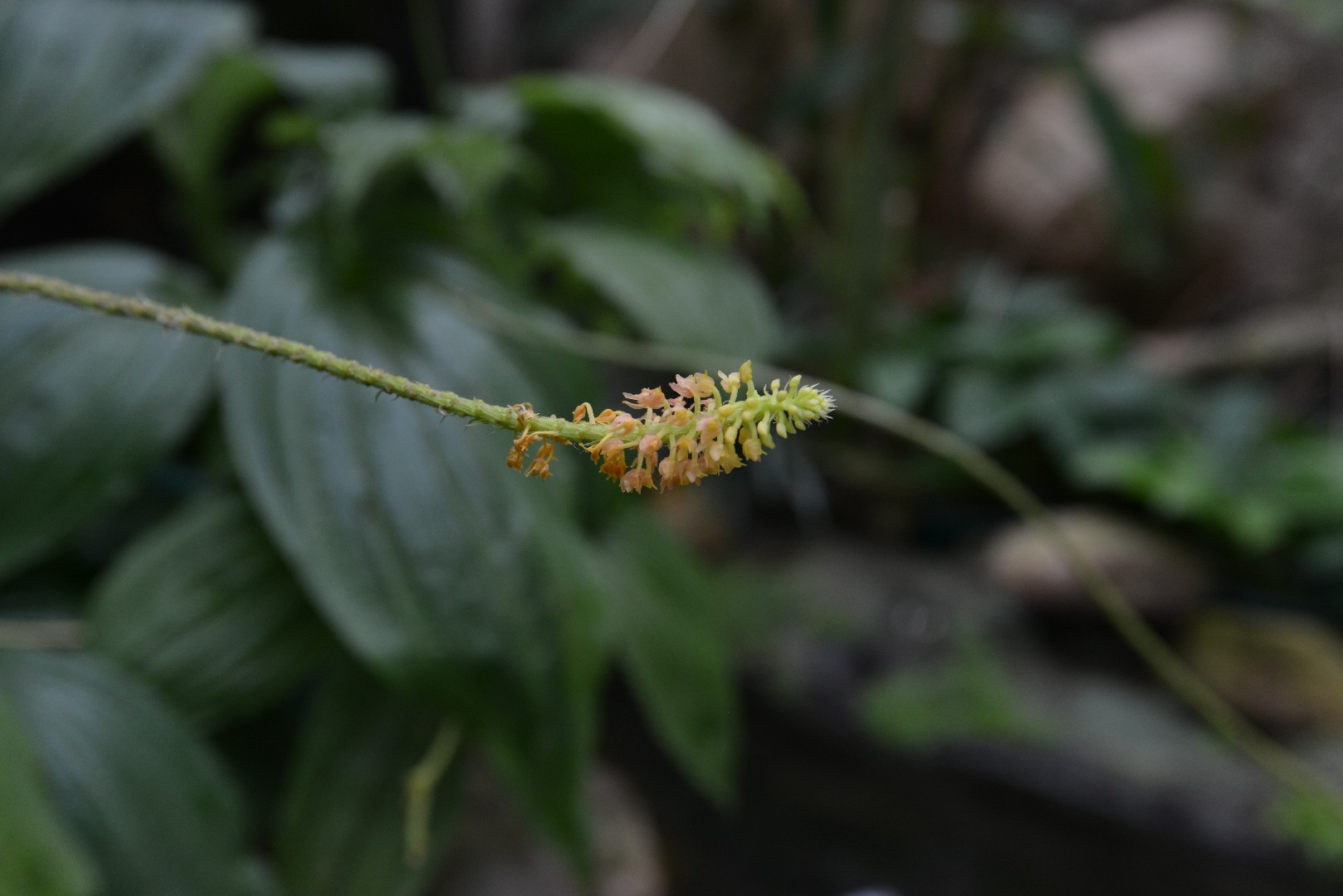 Crepidium acuminatum - PictureThis
