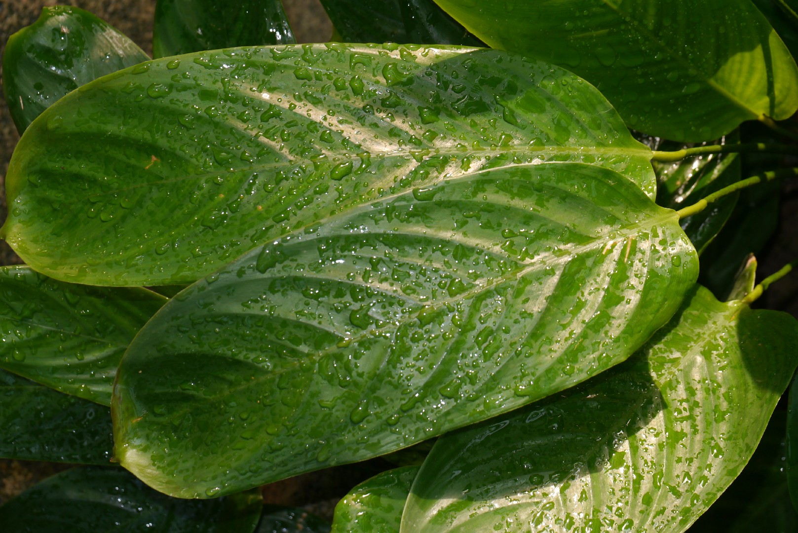 Ctenanthe compressa - PictureThis