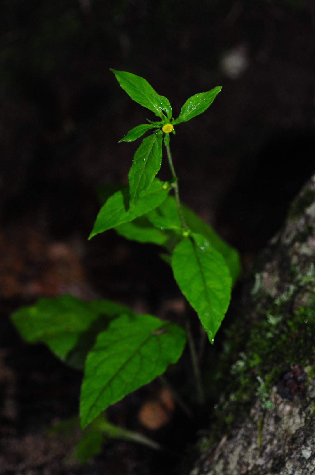 Carpesium - PictureThis