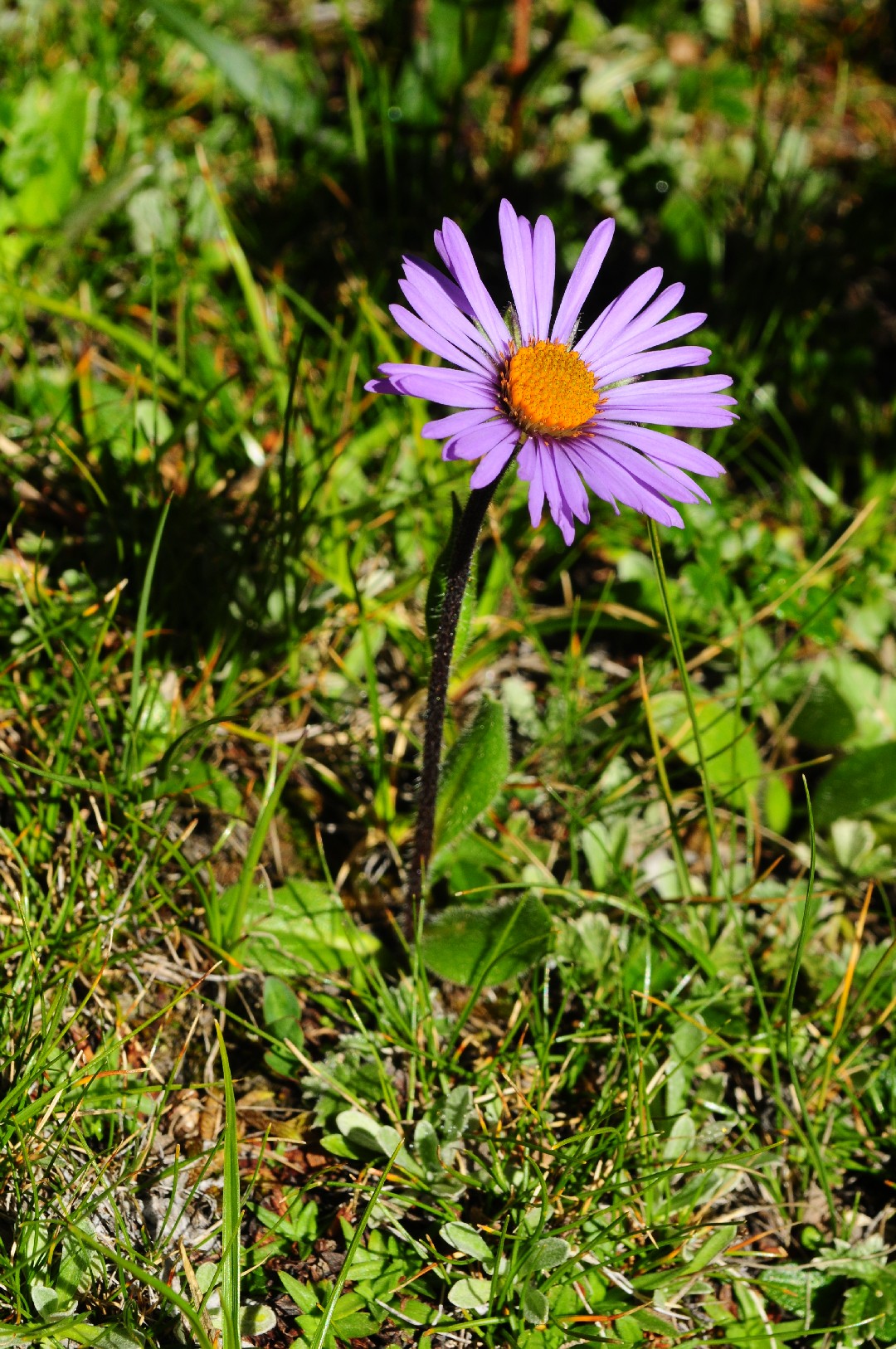 Aster likiangensis - PictureThis