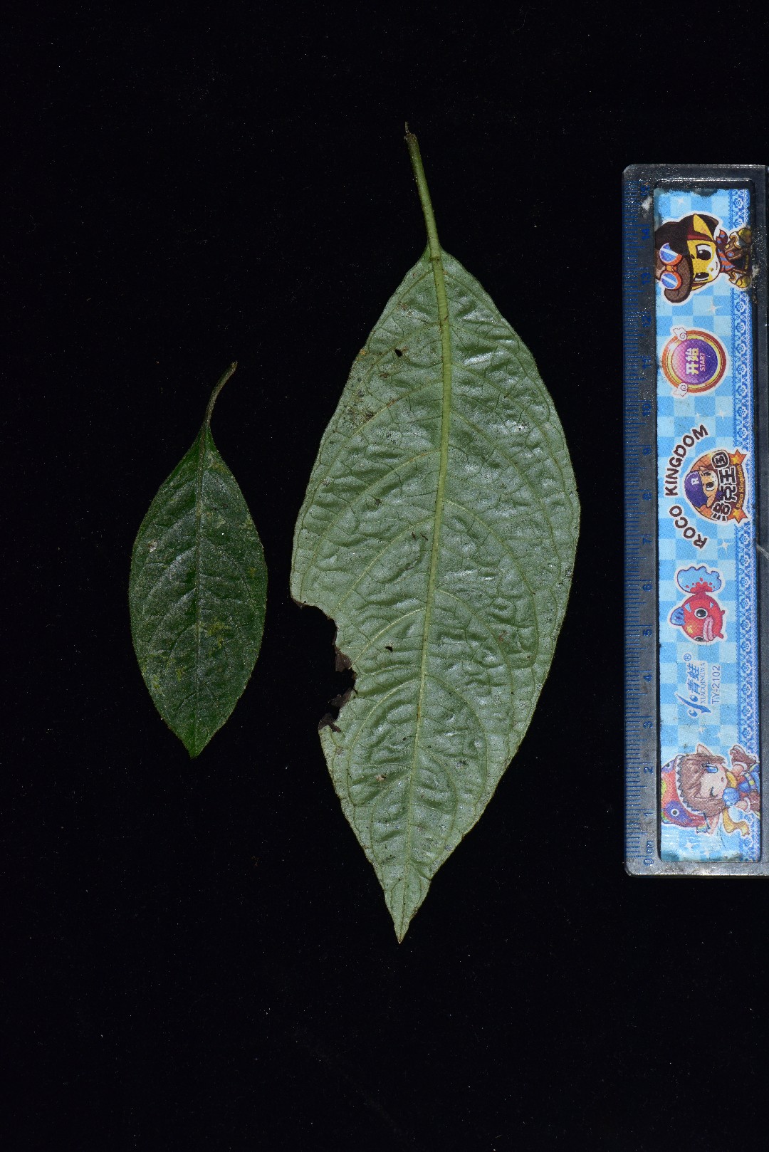 Acranthera sinensis - PictureThis