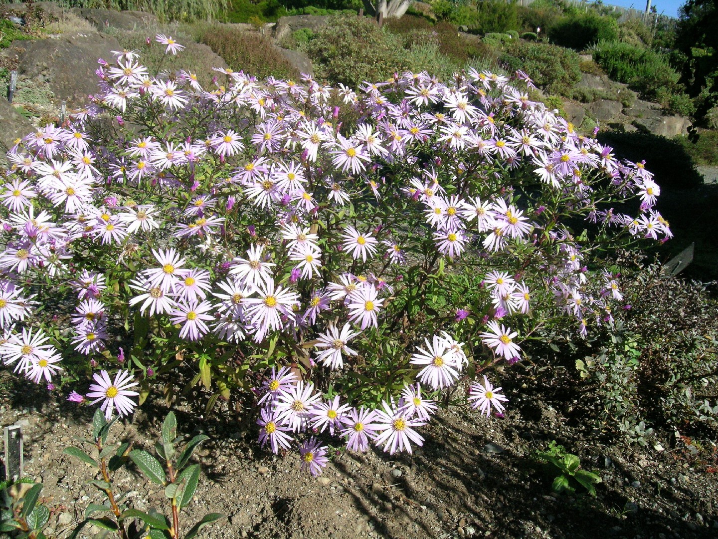 Aster pyrenaeus - PictureThis