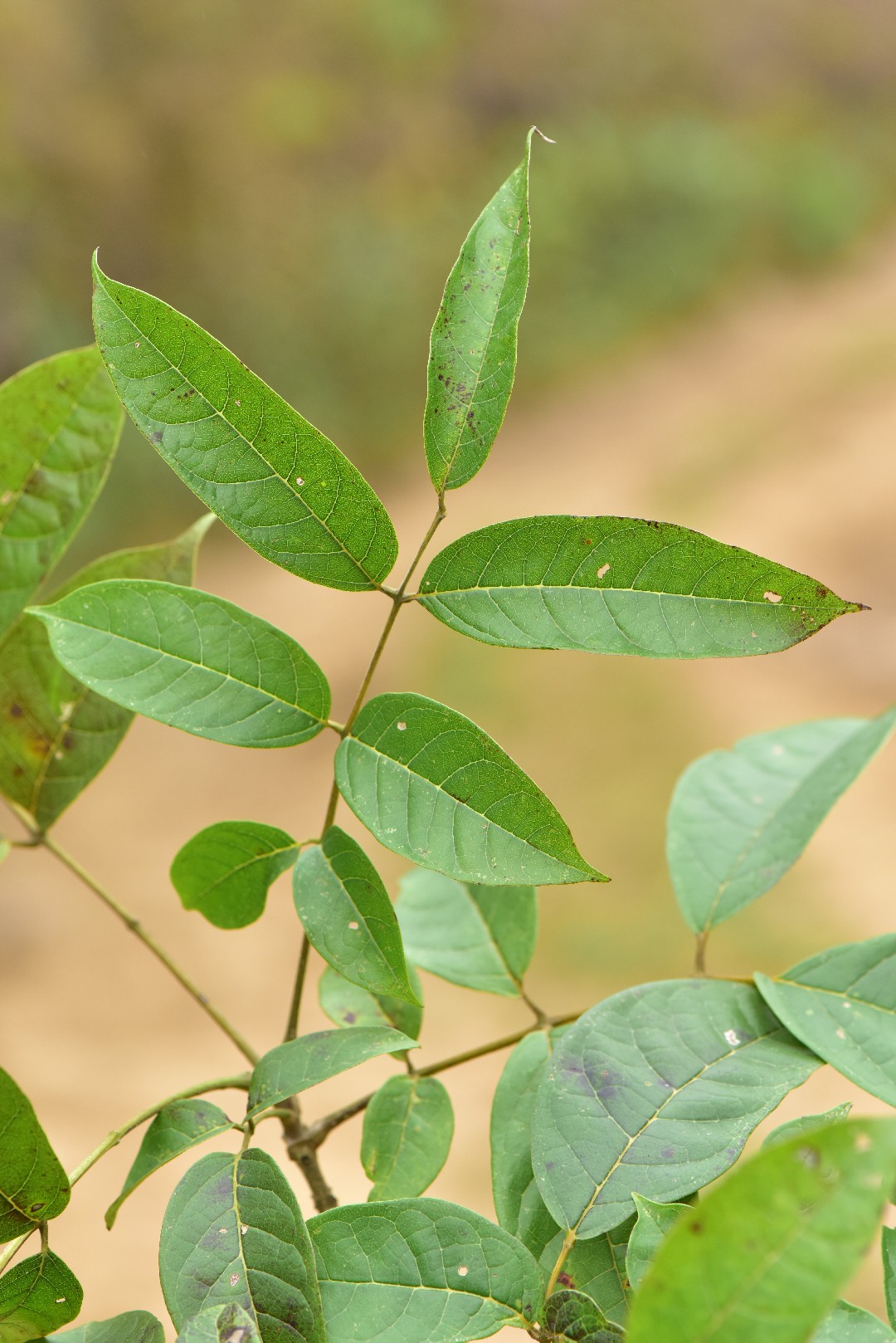 Yellow snake tree (Stereospermum colais) Flower, Leaf, Care, Uses ...
