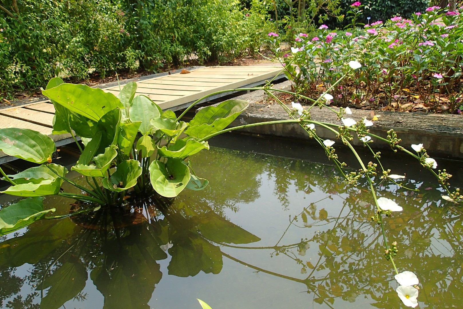 Ranalisma rostrata - PictureThis