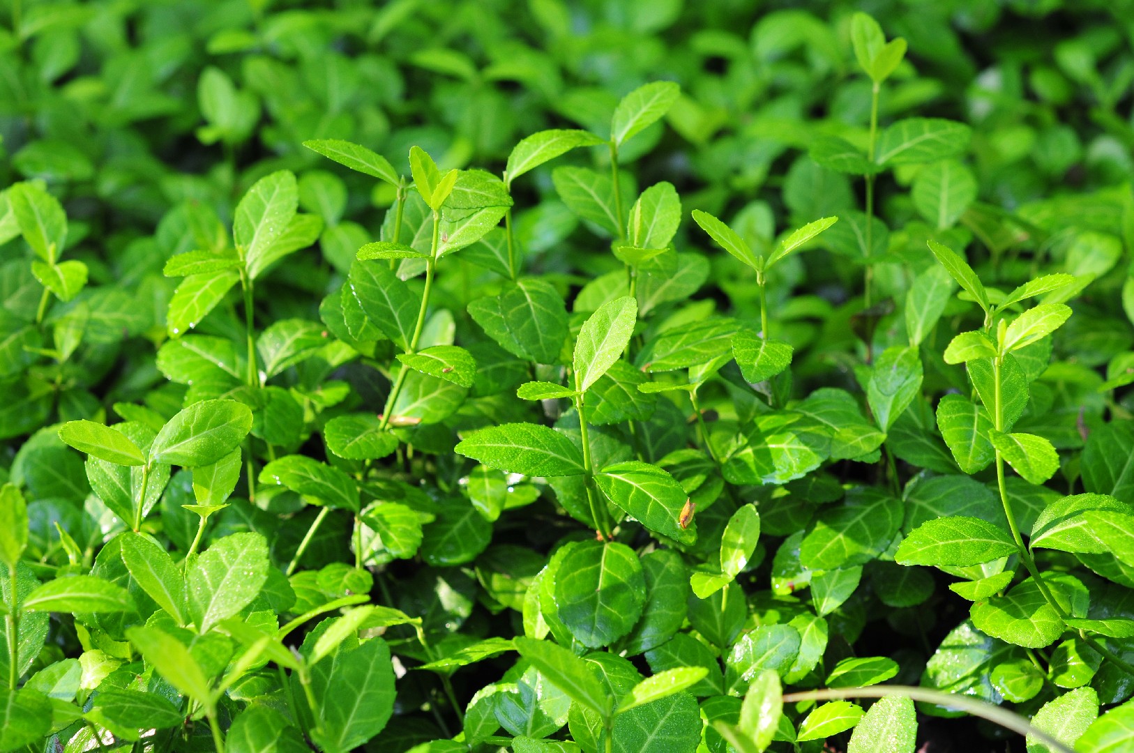 Wintercreeper (Euonymus fortunei) Flower, Leaf, Care, Uses - PictureThis