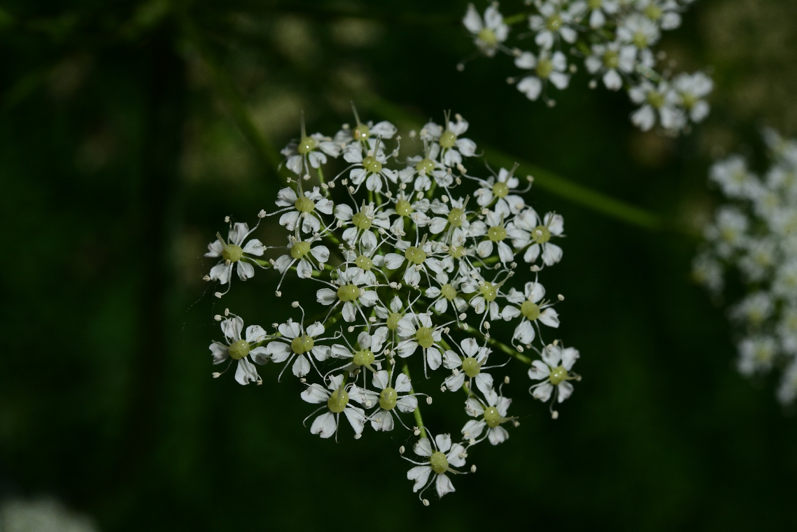 French laserpitium (Laserpitium gallicum) Flower, Leaf, Care, Uses ...