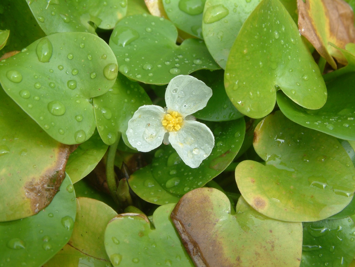 Hydrocharis (Hydrocharis) Flower, Leaf, Care, Uses - PictureThis