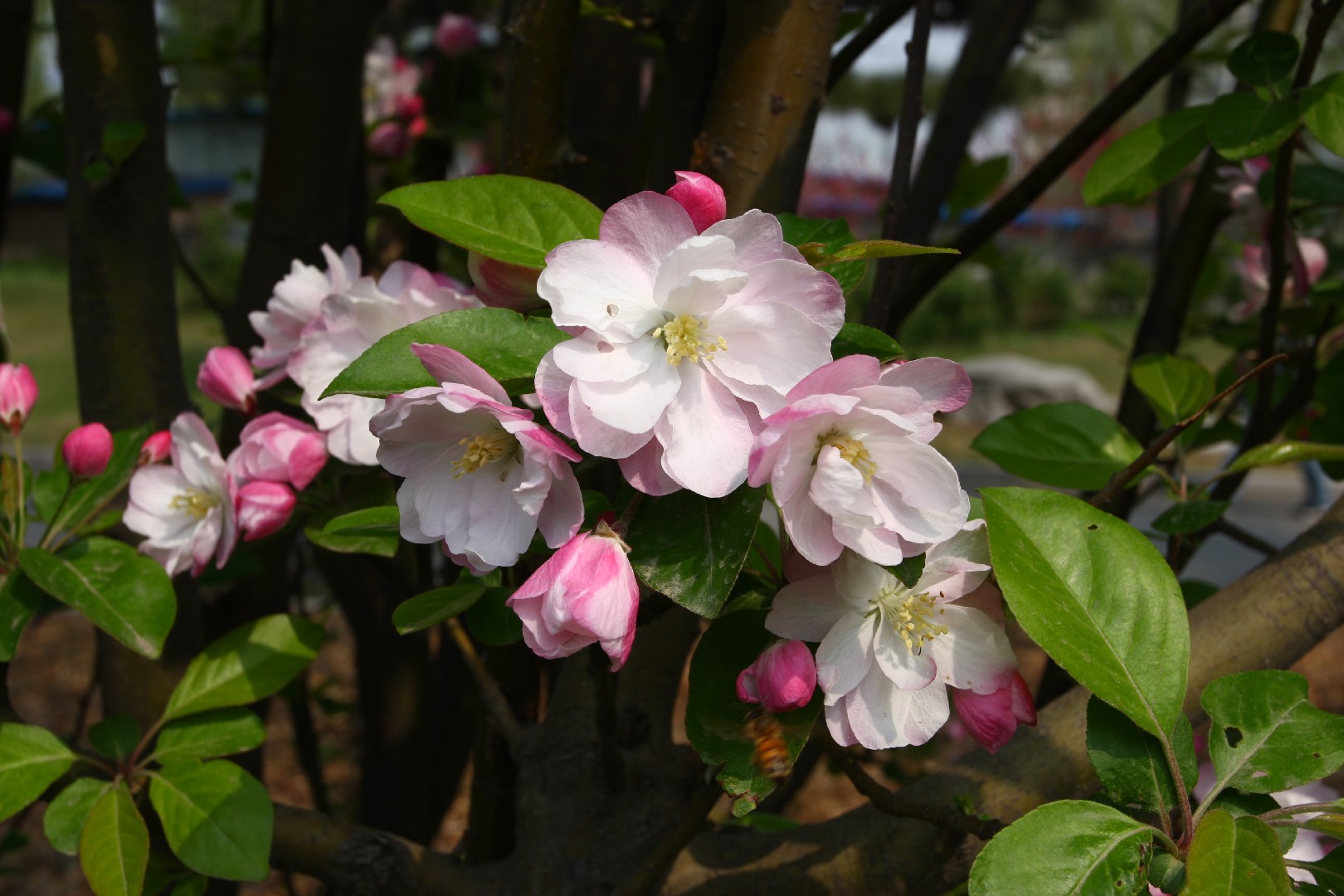 개아그배나무 (Malus micromalus) - PictureThis