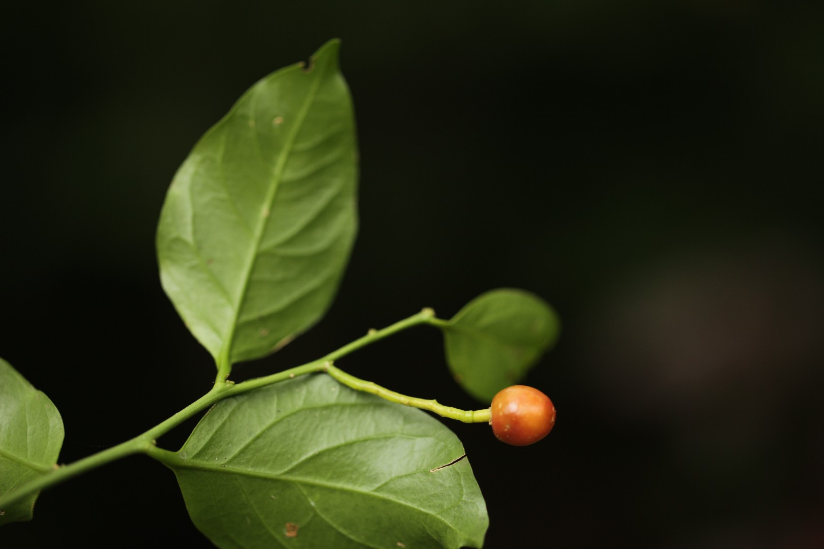 False olive (Champereia manillana) Flower, Leaf, Care, Uses - PictureThis