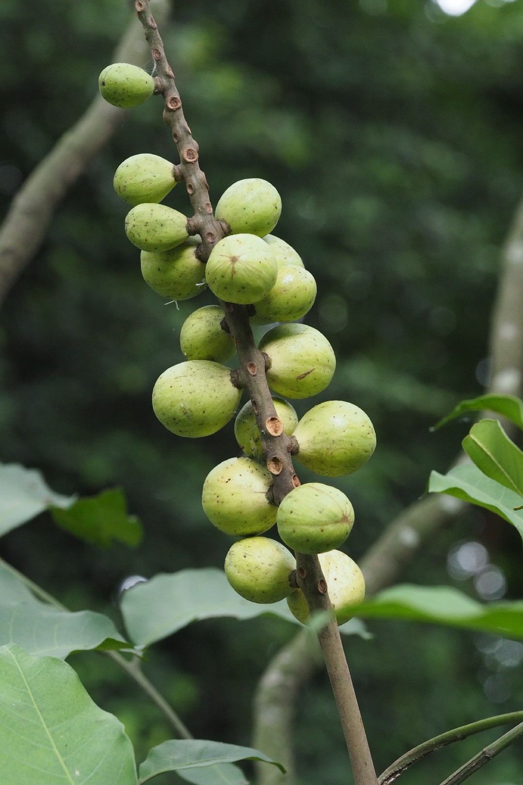 Árbol pithraj (Aphanamixis polystachya) - PictureThis
