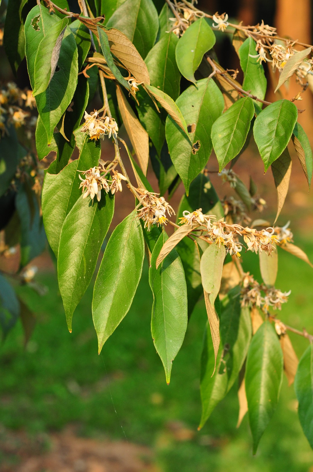 Styrax suberifolius - PictureThis