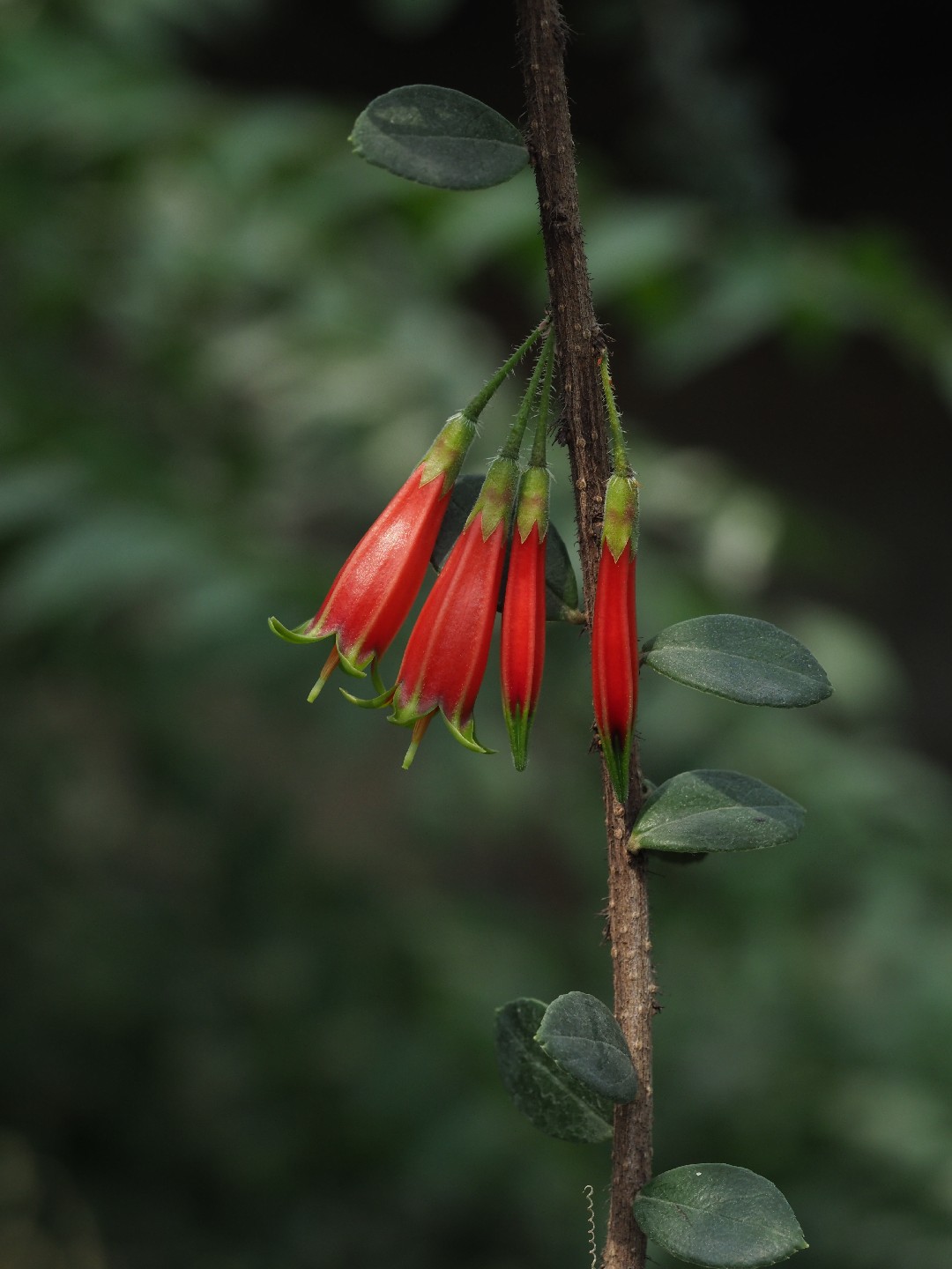 Agapetes lacei Care (Watering, Fertilize, Pruning, Propagation ...
