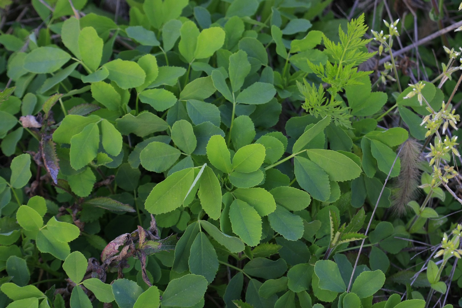 Medicago polymorpha var. vulgaris - PictureThis