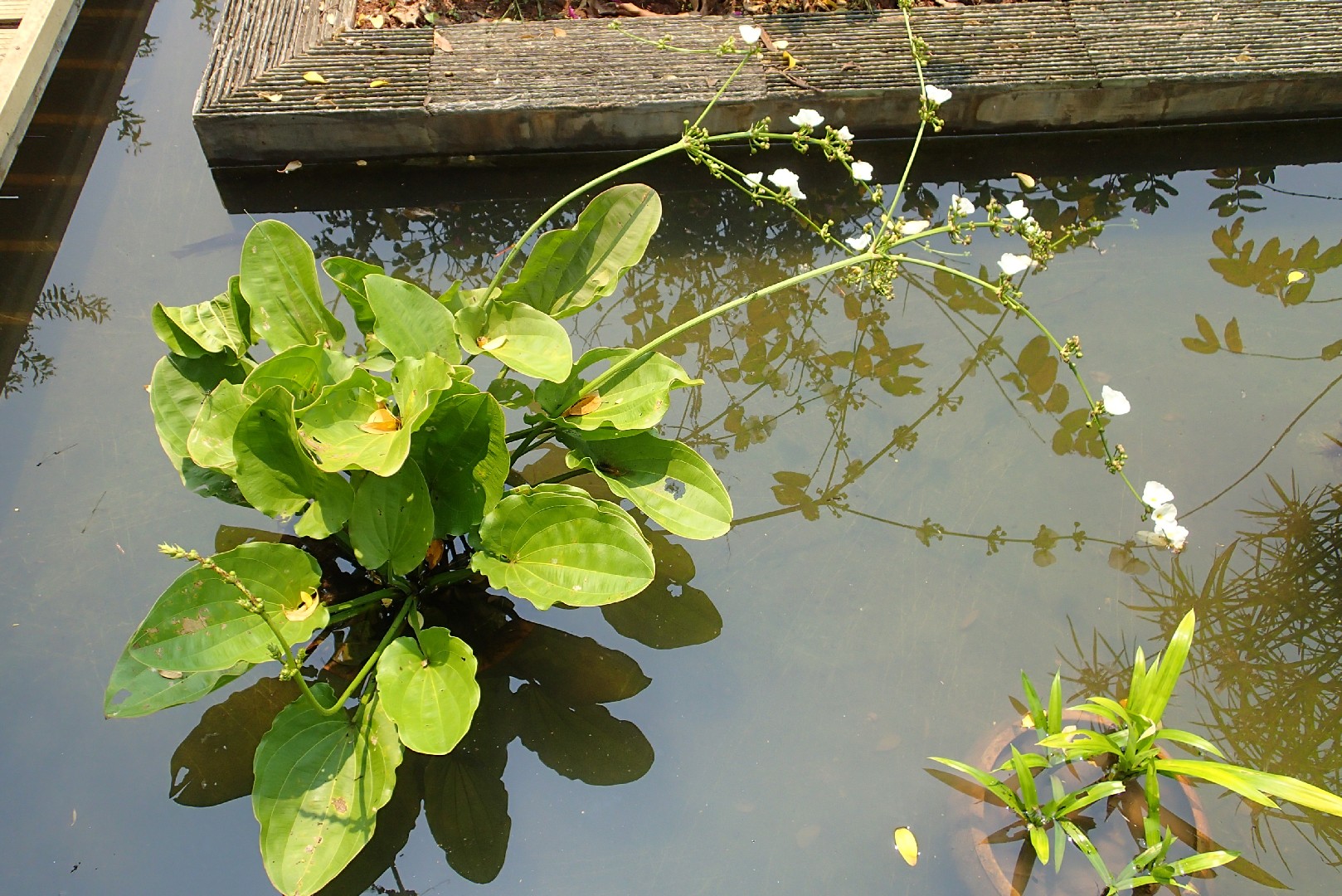 Ranalisma rostrata - PictureThis