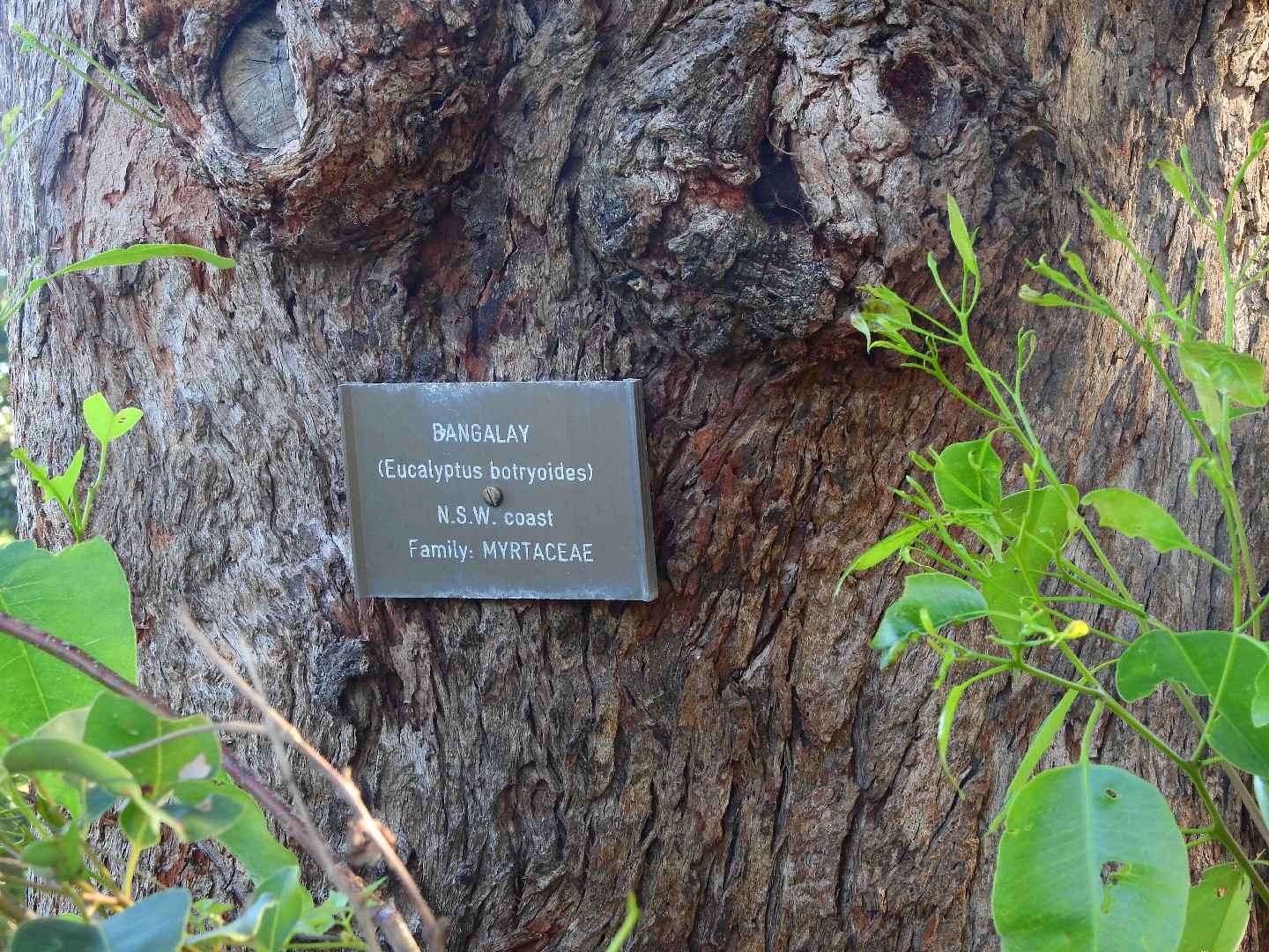 Eucalyptus Botryoides