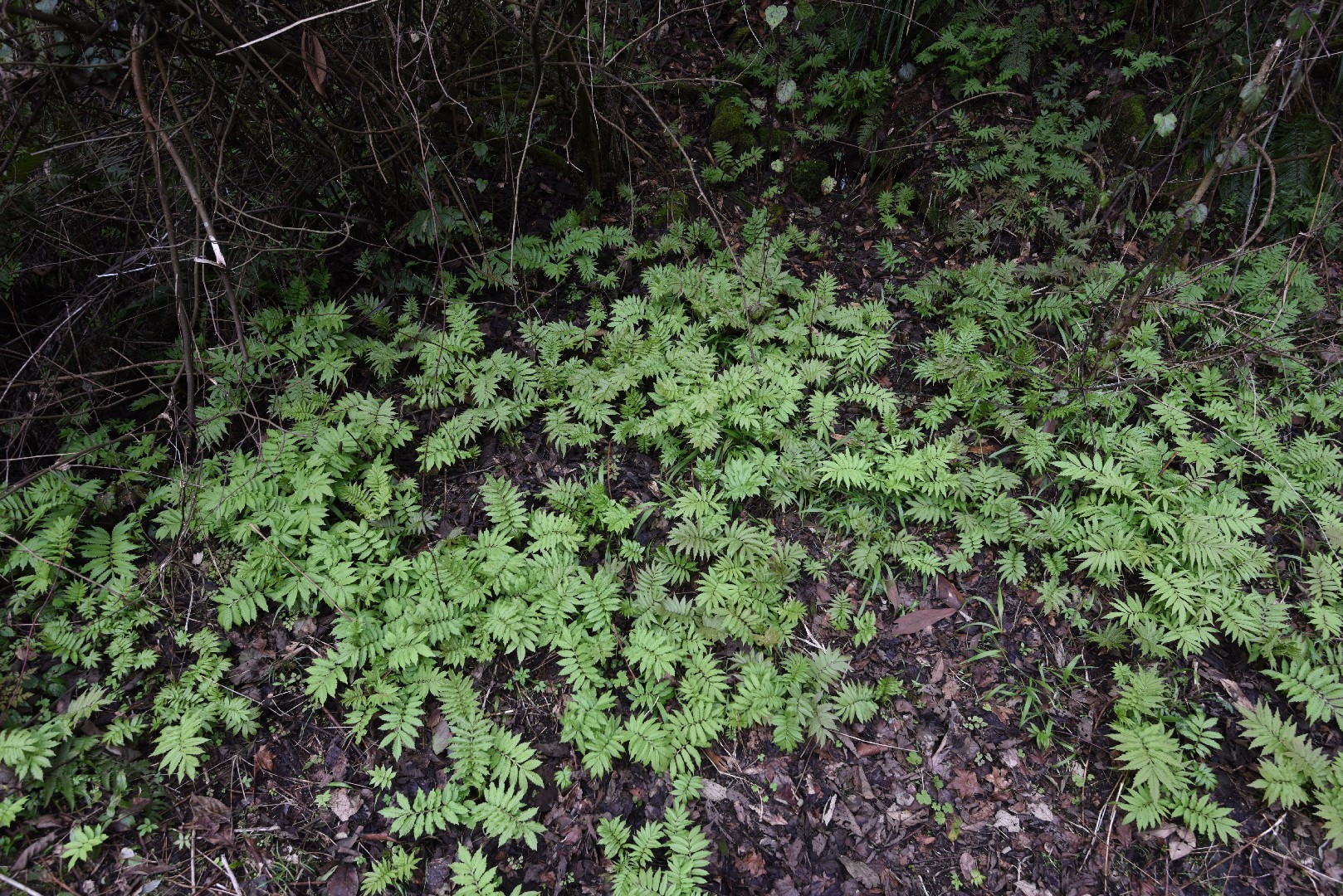 Cardamine macrophylla - PictureThis