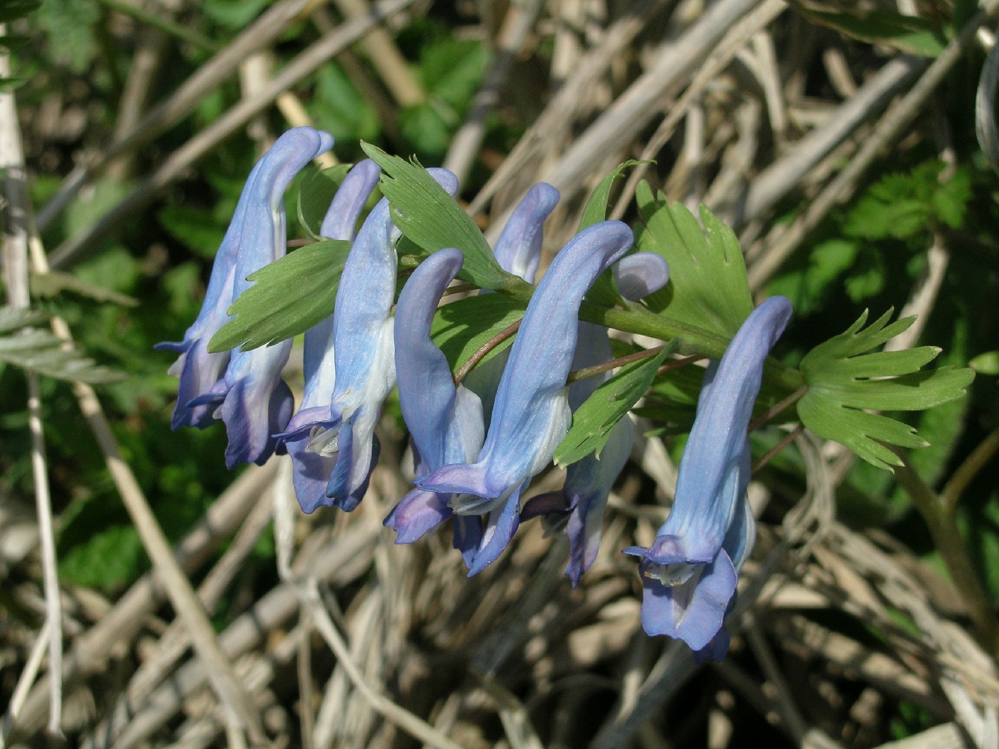 Corydalis turtschaninovii - PictureThis