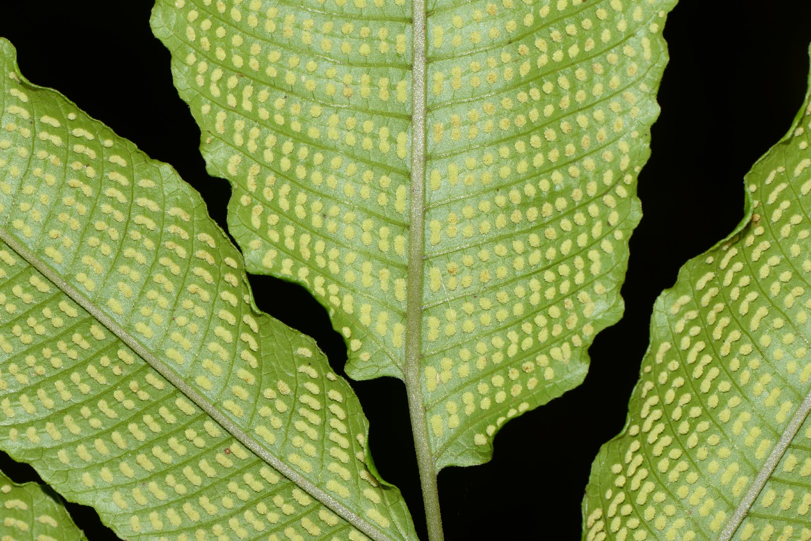 Marsh fern (Thelypteridaceae) Flower, Leaf, Care, Uses - PictureThis