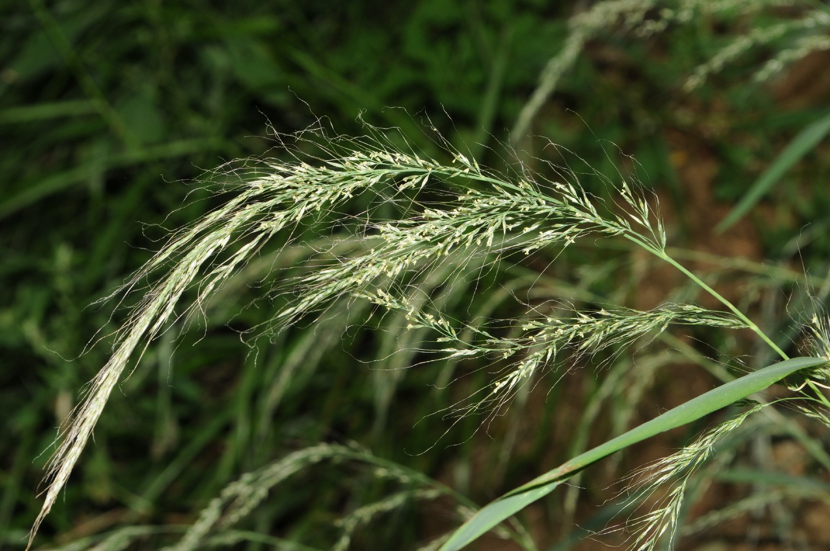 Muhlenbergia huegelii Flower, Leaf, Care, Uses - PictureThis
