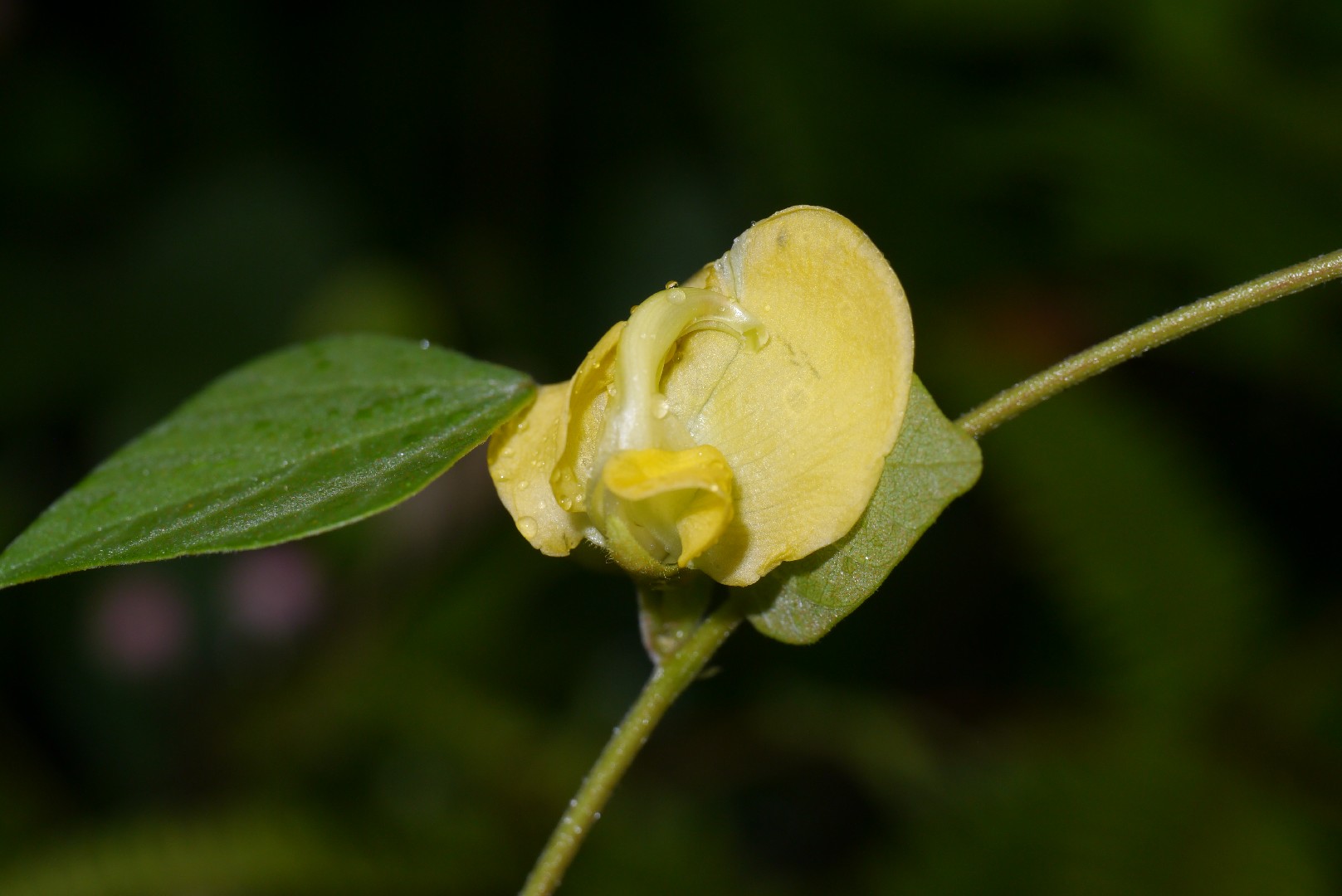Dunbaria Care (Watering, Fertilize, Pruning, Propagation) - PictureThis