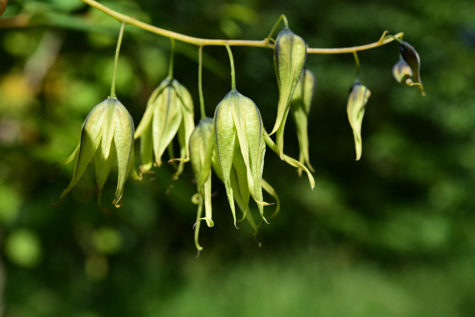 Decaisnea insignis 照顧，種植，繁殖，開花時間 - PictureThis