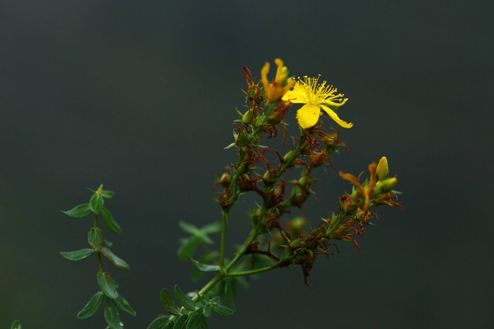 Hypericum - PictureThis