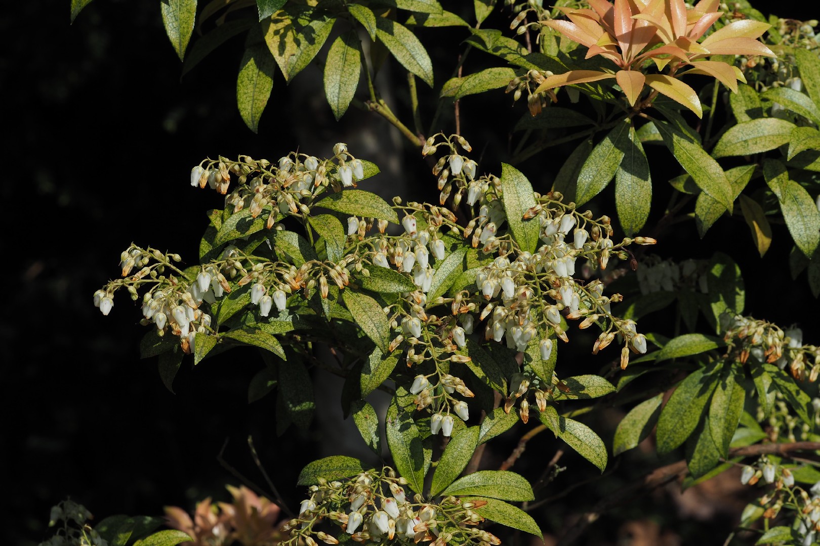 Pieris floribunda 花言葉，毒性，よくある質問 - PictureThis