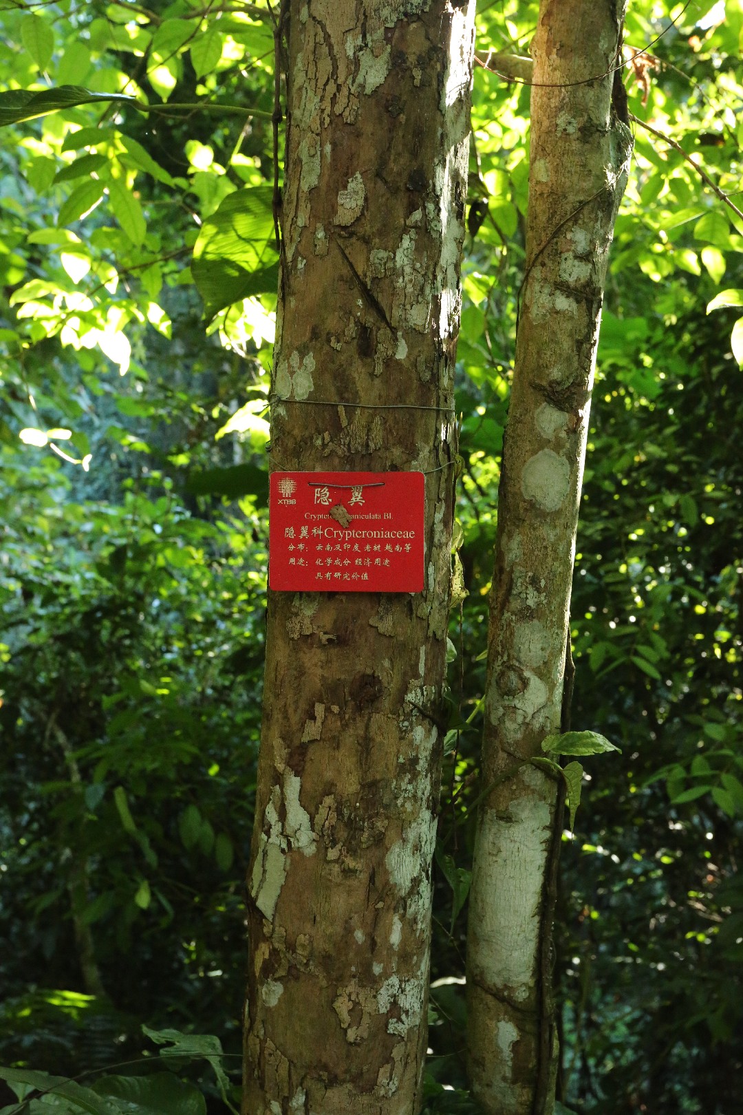 Crypteronia paniculata 照顧，種植，繁殖，開花時間 - PictureThis