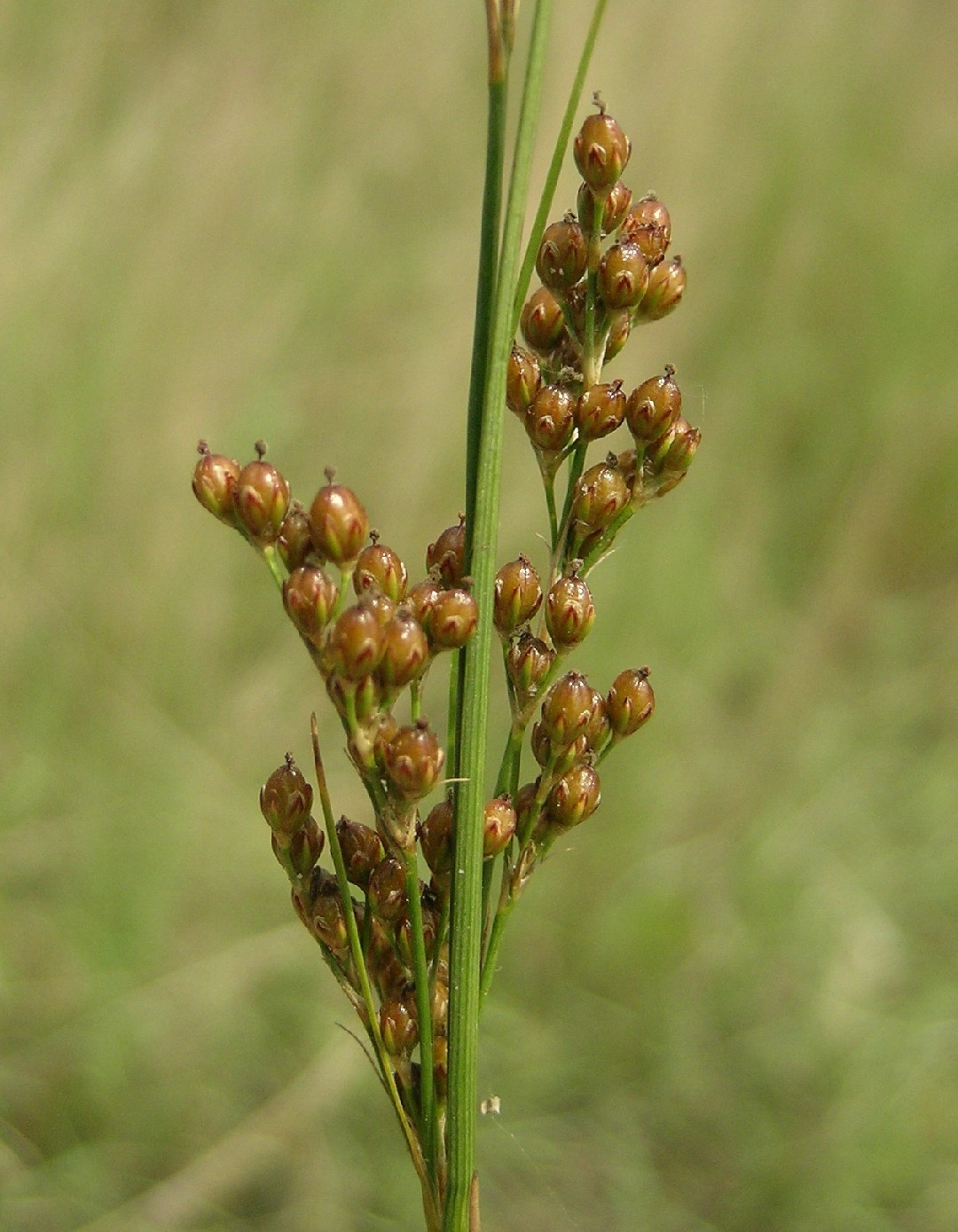 Juncus gracillimus Flower, Leaf, Care, Uses - PictureThis