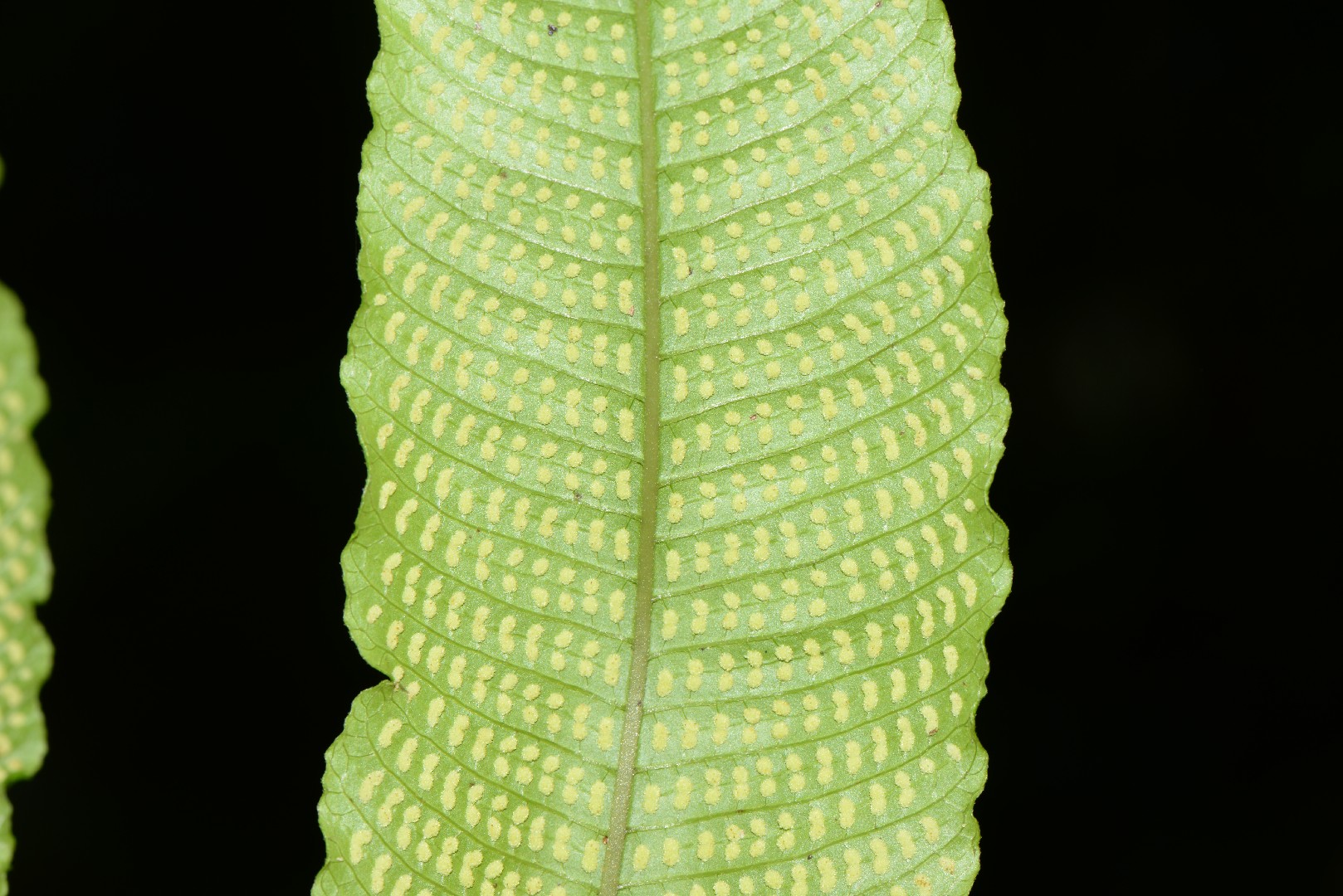 Marsh fern (Thelypteridaceae) Flower, Leaf, Care, Uses - PictureThis