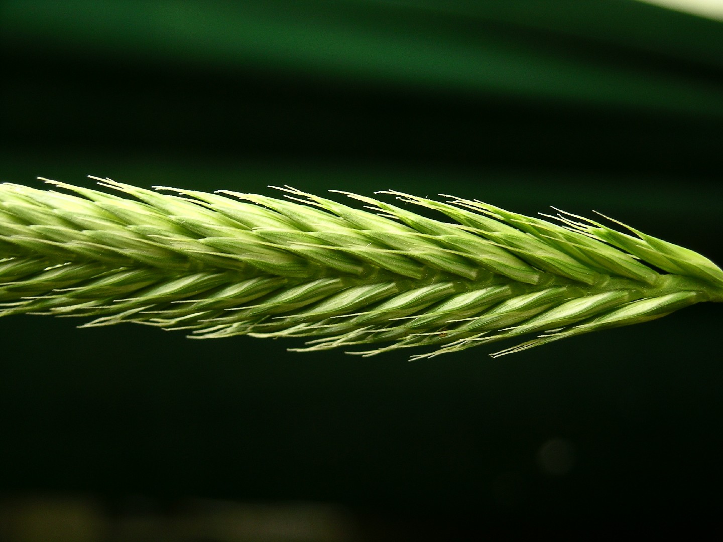 Agropyron desertorum - PictureThis