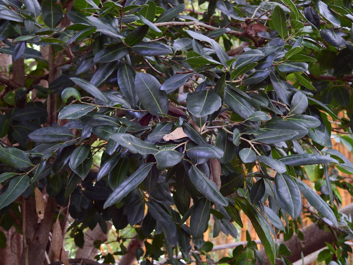 Drypetes Flower, Leaf, Care, Uses - PictureThis