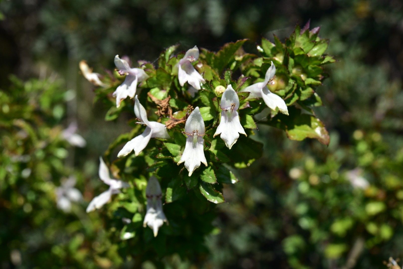 Prasio (Prasium majus) - PictureThis