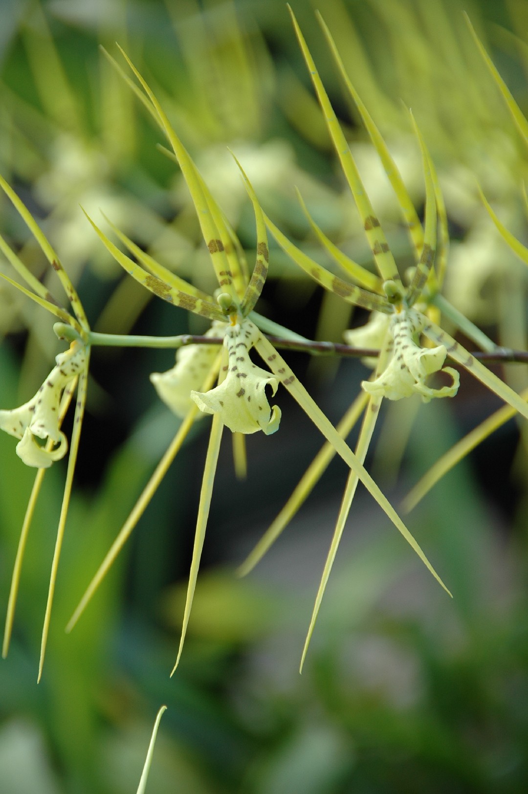 브라시아 베르코사 (Brassia verrucosa) - PictureThis