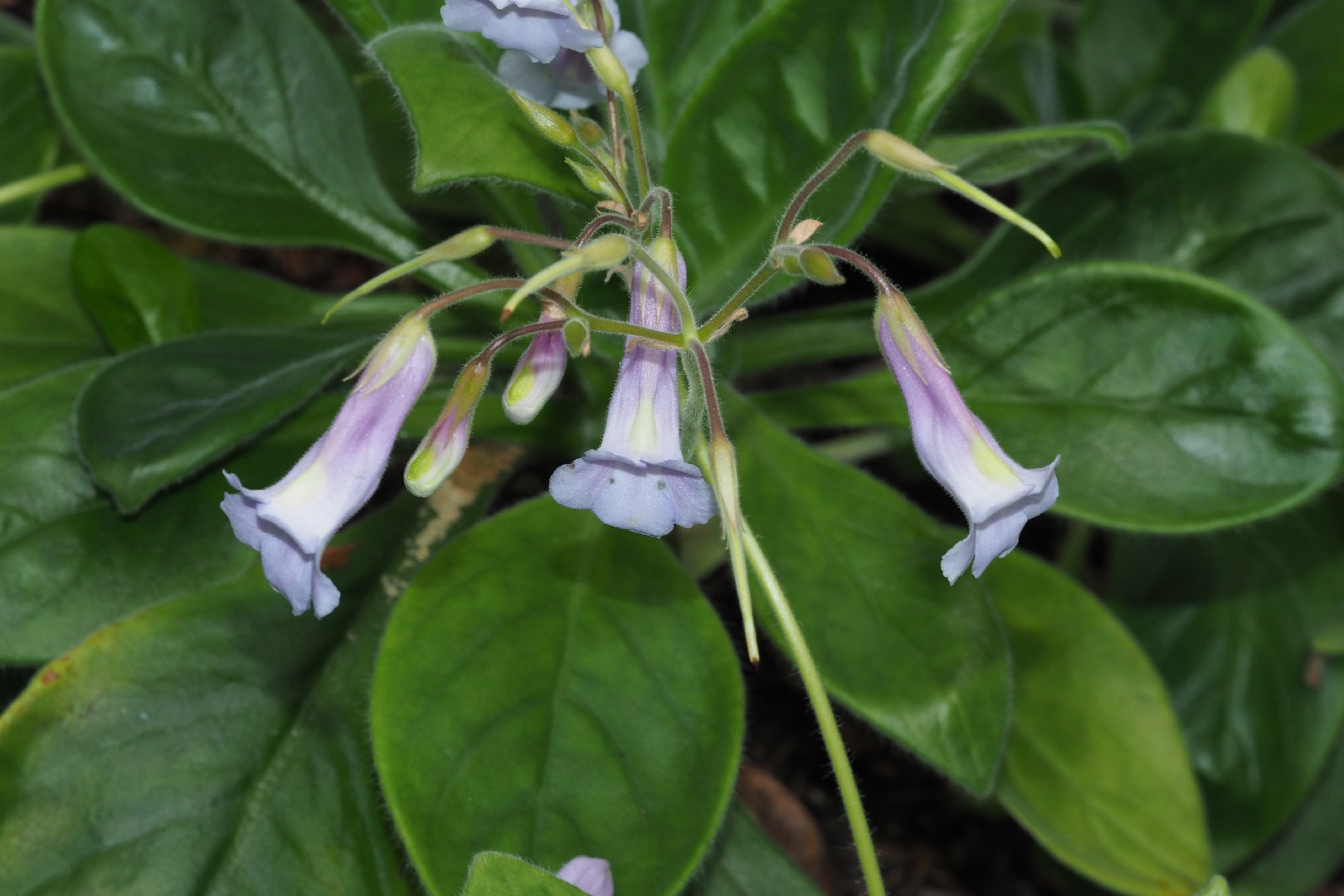 Chirita flavimaculata - PictureThis