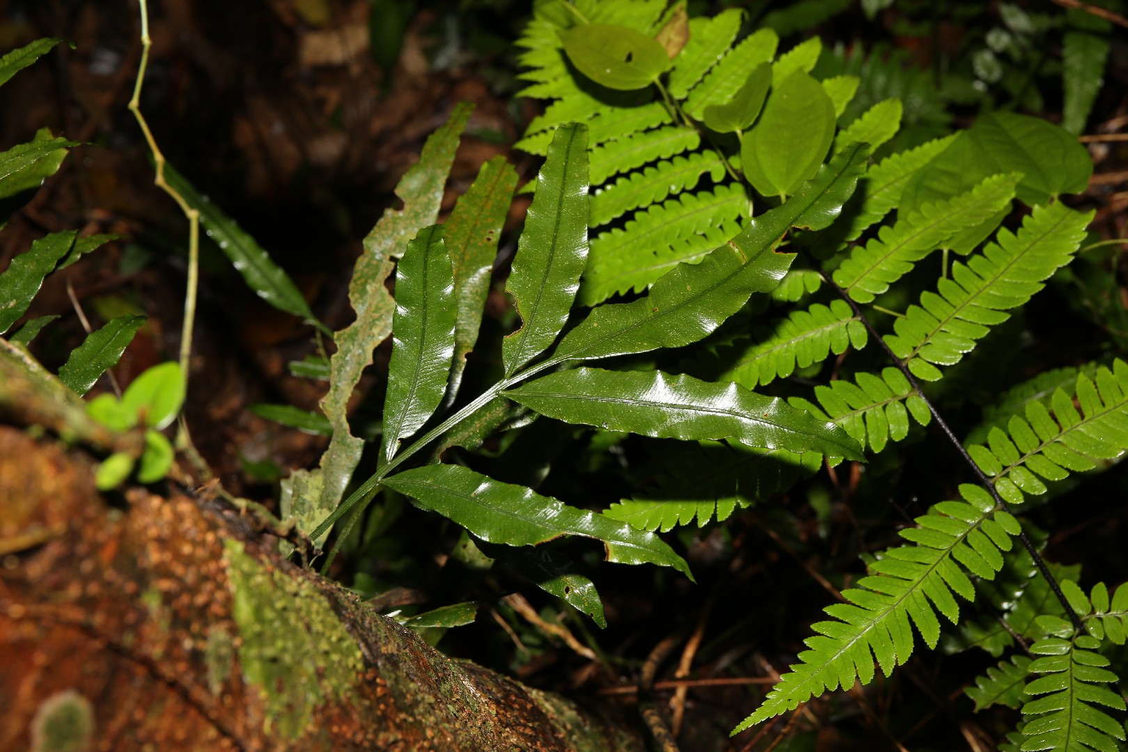Leptochilus ellipticus Flower, Leaf, Care, Uses - PictureThis