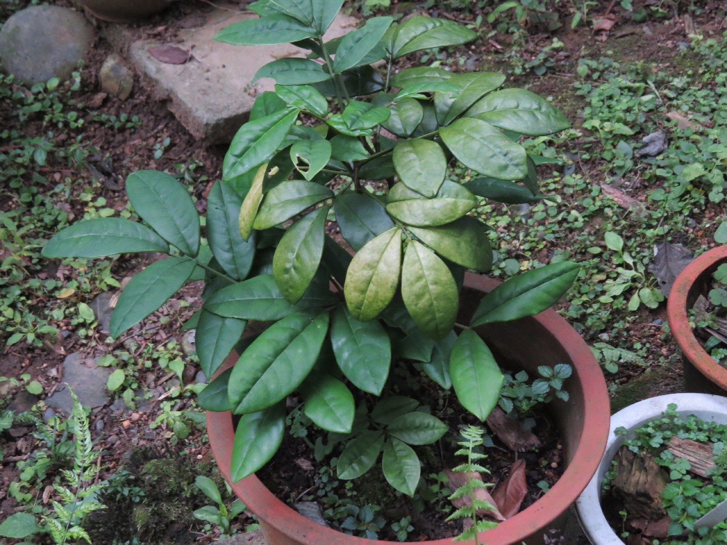 Euchresta japonica Care (Watering, Fertilize, Pruning, Propagation) - PictureThis